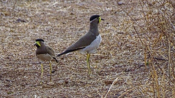 Fluttering wings and chirping: Tadoba tiger reserve birds