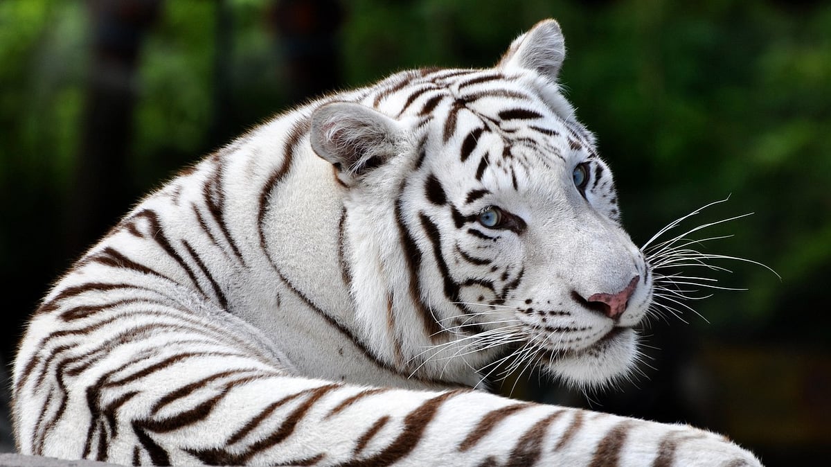 Wildlife Loss In Chhattisgarh Zoo: White Tiger Akash Dies of Heart Failure