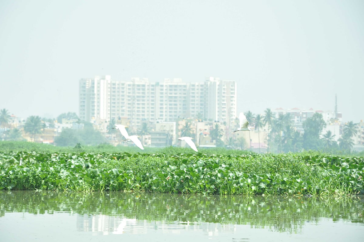 When it rains, the Varthur lake starts frothing within two days.