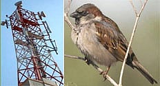 Mobile towers threaten house sparrow, says study