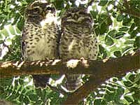 Want to romp on an island?