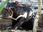 Mystery of dying Tasmanian devils solved