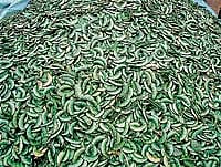 It's avare kai odour everywhere