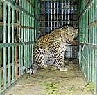 Leopard trapped in Hunsur