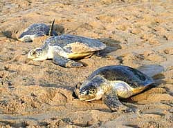 Olive Ridley turtles begin nesting in Orissa