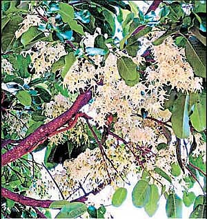 Flowering trees attract tourists here