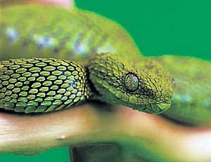 How do snakes 'see' at night?