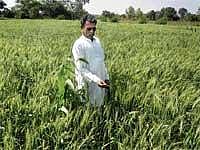 Krishi Pandit award for Gulbarga farmer