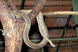 Encounters of the snake variety