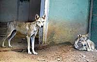 Indian wolves arrive at Mysore Zoo