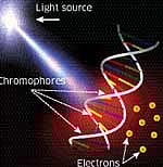 DNA to replace the chip
