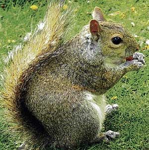 Harmony's Helicopters