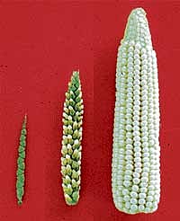 Ancestry of maize