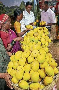 Mango mela in Dharwad