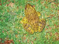 Frogs are disappearing: Experts