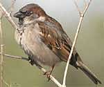 House sparrow listed as an endangered species