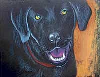 Jazz the Luminous Labrador