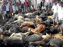 169 sheep electrocuted in HP Halli