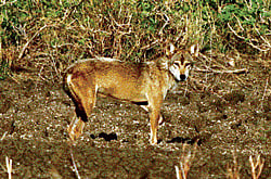 Limping wolves baffle wildlife lovers