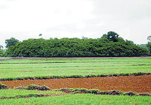 Shimoga's heritage tree