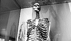 Research shows why an Irish giant became a giant