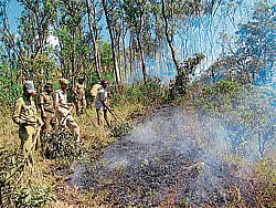 Fire lines to protect Shola forest