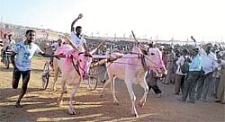 Oxen win Rs 5.25-lakh prize in race