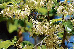 Hopes bloom for fading Jalari trees