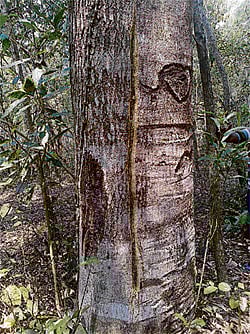 Doom staring dhoop trees in Dakshina Kannada