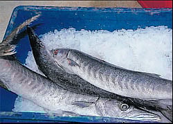 Now, M'lore fish available in Kolar