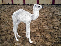 This camel is 'white' but not an albino