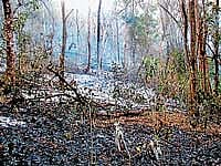Wild fire damages Bhadra forest
