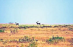 Chincholi to be wildlife sanctuary