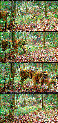 WWF captures images of frolicking rare tigers