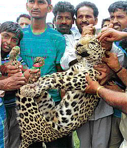 Injured leopard dies