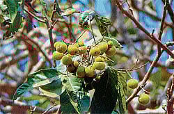 Soap nut tree for all purposes