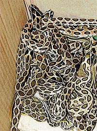 Viper gives birth to 53 offspring