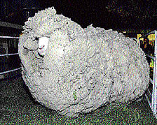 New Zealand's most famous sheep dies