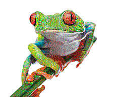 Frog feet solve sticky problem