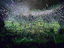 The monster in the pond