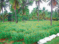 Marigold brings smile on the face of a farmer