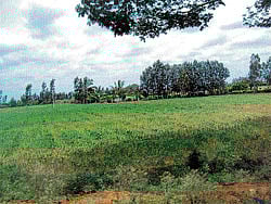 Scanty rain imperils ragi crops