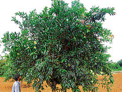 Rosy future awaits pannerale farmers in Kolar