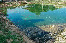 Fish kill in Kalkere pond