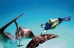 Engaging dolphins in a conversation