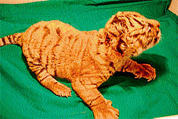 New-born tiger cub dies in zoo