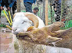 Deer-ram love story has China zoo aflutter
