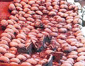 Site of Annigeri skulls find sold