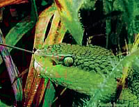 New snake species discovered in Tanzania