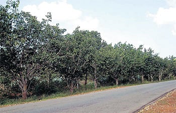 Following in the footsteps of Salumarada Thimmakka